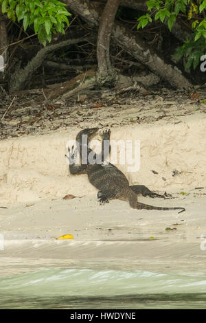 Portrait of Water monitor (Varanus salvator Stock Photo - Alamy