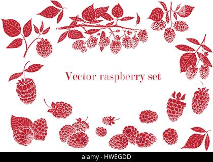 vector raspberry logo template. Can be use for background, design ...