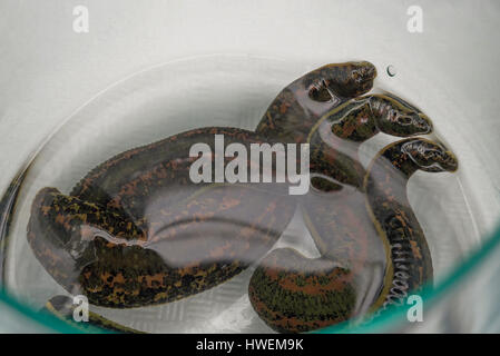 The medical leech and a close up Stock Photo - Alamy