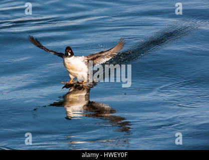 Goldeneye drake - Bucephala clangula Stock Photo - Alamy