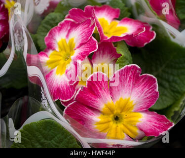 Double primrose colored paint, Latin name "Primula vulgaris" in the ...