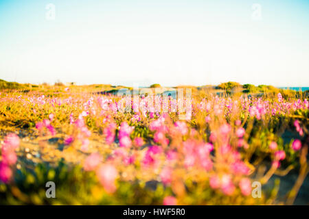 pink flower on the beach at sunset Stock Photo - Alamy