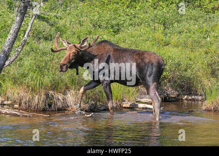 Bull Moose at Barren Brook in Baxter State Park Stock Photo - Alamy