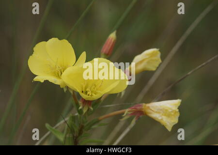 intermediate evening-primrose (Oenothera × fallax) Plantae Stock Photo ...