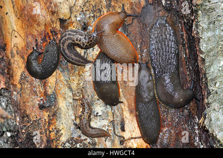Slugs resting on a tree bark Stock Photo - Alamy