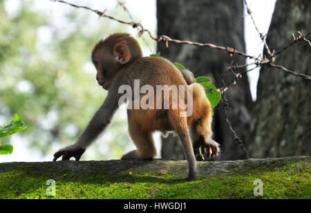 Baby monkeys on the wall covered with green moss in Hindu temple in ...