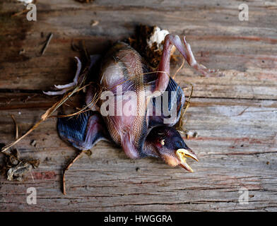 the dead chick fallen from the nest lies on the ground Stock Photo ...