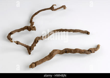 Indian Sarsaparilla plant ; Hemidesmus indicus ; anantamul ; anant bel ...