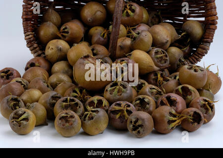 Medlar, Mespilus germanica German medlar free plate, cut out, object ...