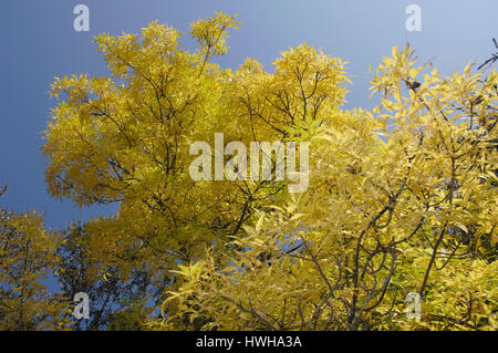 American ash-tree / (Fraxinus americana) / Amerikanische Esche ...