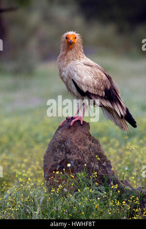 Egyptian vulture (Neophron percnopterus), sitting in a meadow dropping ...