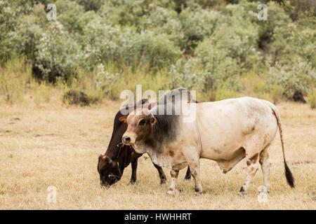 Kenya, Soysambu conservancy, Boran cattle Stock Photo - Alamy