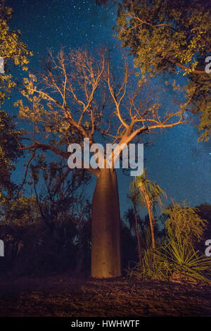 Boab Tree, Sunset Silhouette, Kimberley Region, Australia Stock Photo ...