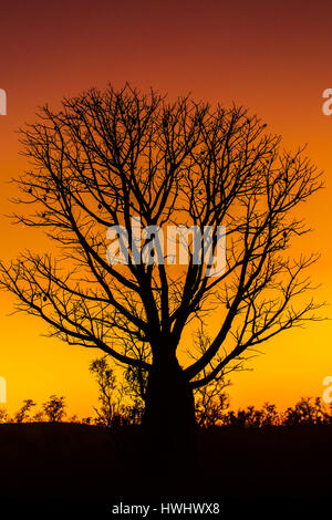 Boab Tree, Sunset Silhouette, Kimberley Region, Australia Stock Photo ...