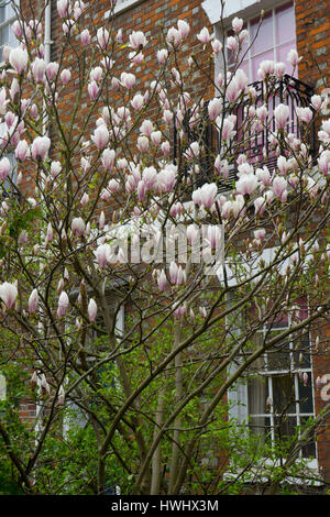 Magnificent Magnolia tree Stock Photo - Alamy