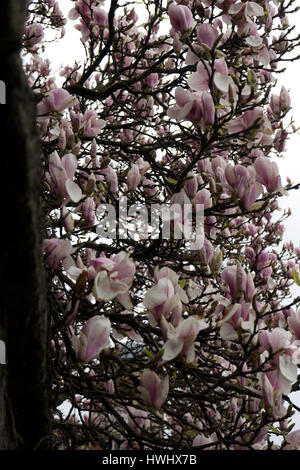 Magnificent Magnolia Tree Stock Photo - Alamy