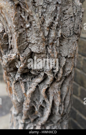 Wisteria trunk and branches in winter Stock Photo - Alamy