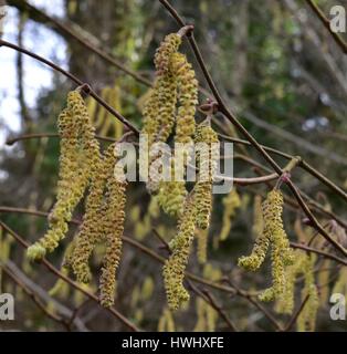 catkins in early spring hanging on to the branches in seed pods and ...