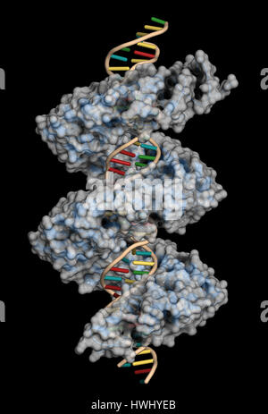 TAL (transcription activator like) effector protein or TALE. DNA ...