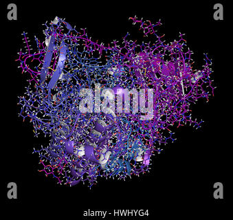 Galsulfase (arylsulfatase B) enzyme molecule. Cartoon representation ...