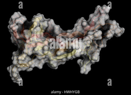Brain-derived neurotrophic factor (BDNF) protein molecule. Atoms are ...