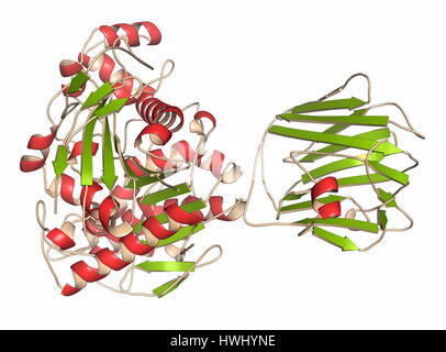 Neuroligin and neurexin proteins. Complex formed between Neuroligin-4 ...