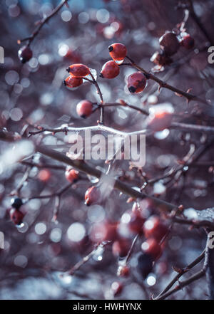 branch of briar with berries Stock Photo - Alamy