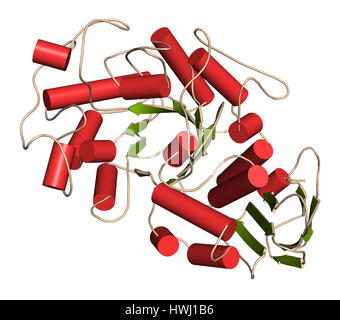 Amylase. Molecular model of the enzyme alpha-amylase from the human ...