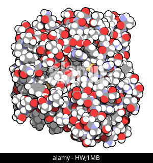 Nattokinase enzyme. Protein produced by Bacillus natto, present in the ...
