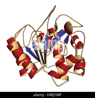 Nattokinase enzyme. Protein produced by Bacillus natto, present in the ...