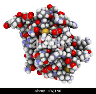 SUMO (Small Ubiquitin-like Modifier, SUMO-1) protein. Attachment of ...