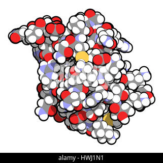 SUMO (Small Ubiquitin-like Modifier, SUMO-1) protein. Attachment of ...