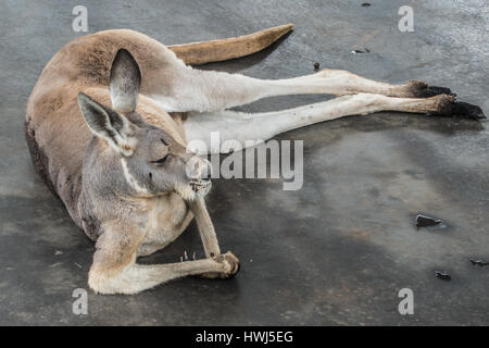 Kangaroo Lying Down Stock Photo - Alamy