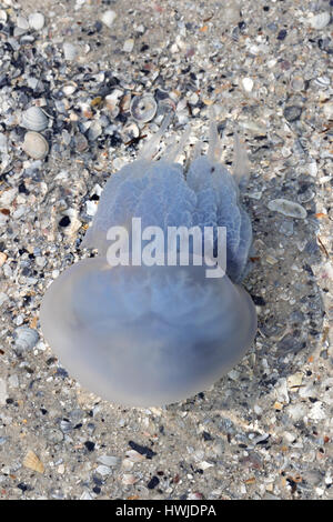 Jellyfish (Rhizostomae) in sea at sunny summer day Stock Photo - Alamy