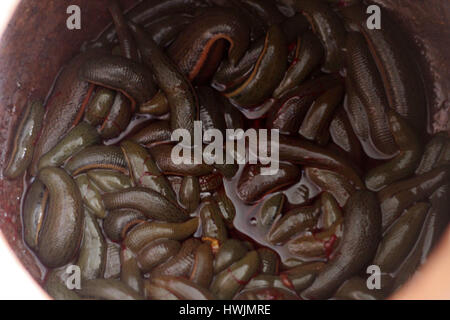 Leeches are kept inside an earthen pot before a leech therapy session ...