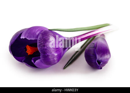 A closeup shot of a delicate purple-petal Hepatica flower, in the ...