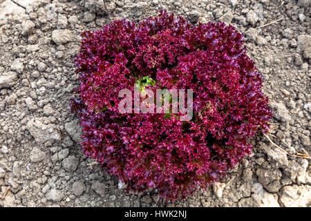 Composition of purple lettuce on a soil background Stock Photo - Alamy