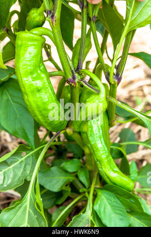 Composition of green pepers on a brunch of a pepper plant Stock Photo ...