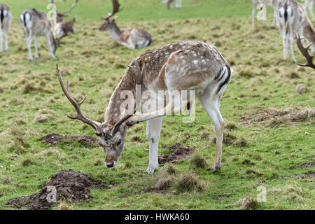 A male European fallow deer grazing in the green meadow Stock Photo - Alamy