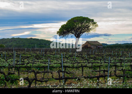 Field of grape vines early spring in Spain, lonely tree with old house ...