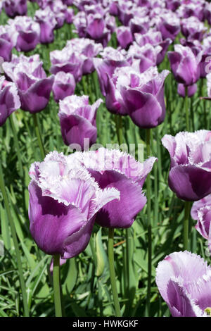 Bed of violet-blue Tulipa - Tulip flowers and green grass lawn ...