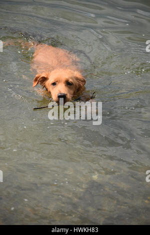 Very cute toller dog swimming in murky dark waters Stock Photo - Alamy