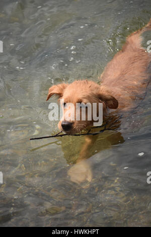 Very cute toller dog swimming in murky dark waters Stock Photo - Alamy