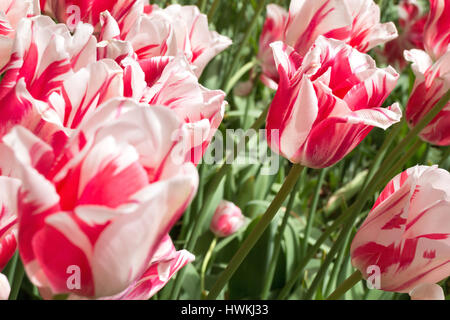 Rembrandt tulip (variety 'Sorbet' Stock Photo - Alamy