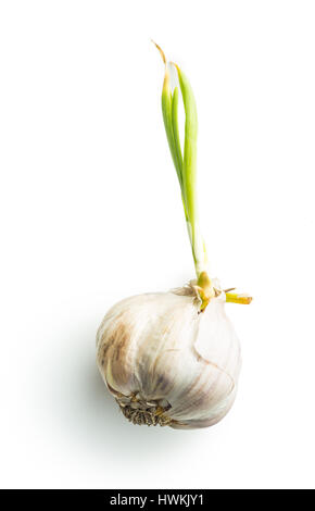 The germination garlic isolated on white background Stock Photo - Alamy