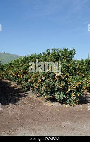 Tango mandarins ready for harvest, citrus grove in California Stock ...