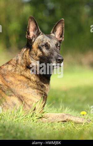 lying Hollandse Herder Stock Photo - Alamy
