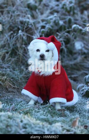 sitting Standard German Spitz Stock Photo - Alamy