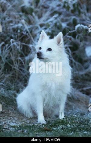 sitting Standard German Spitz Stock Photo - Alamy