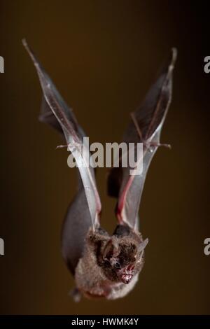 Short-tailed Fruit Bat Stock Photo - Alamy